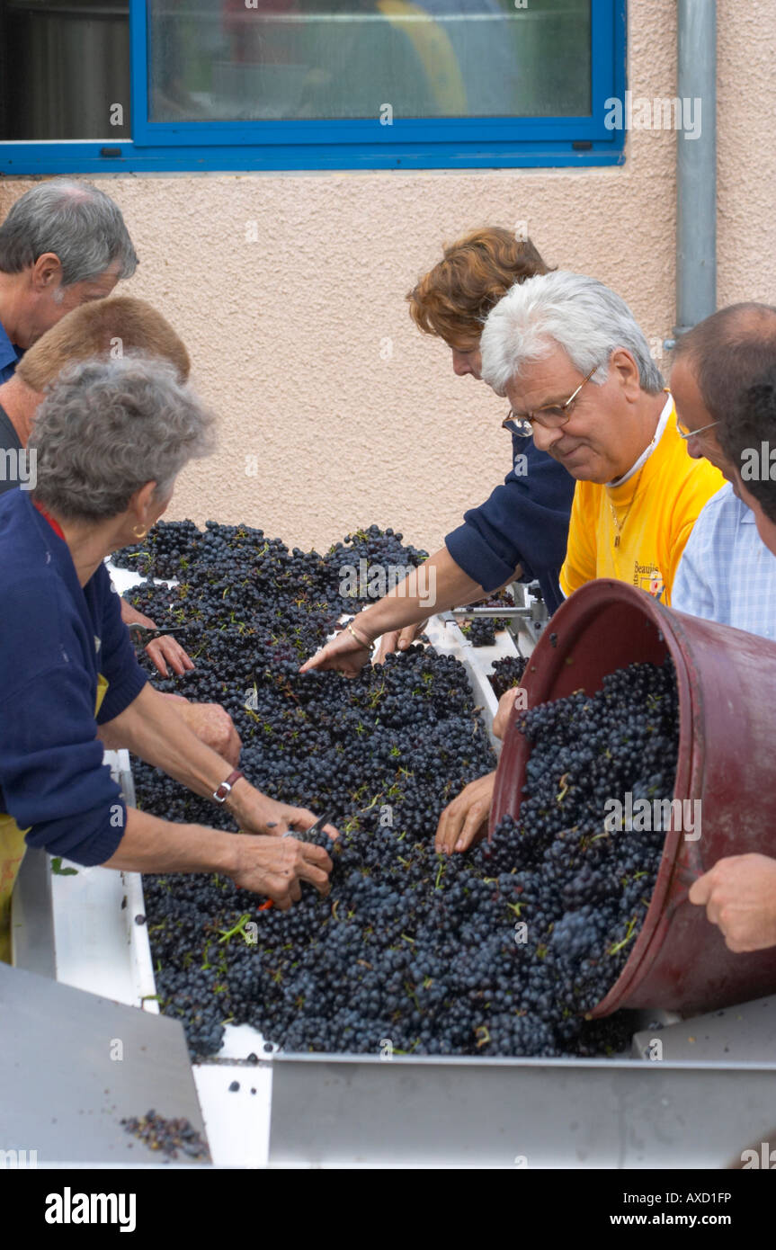 Triage wine winery sorting hi-res stock photography and images - Alamy