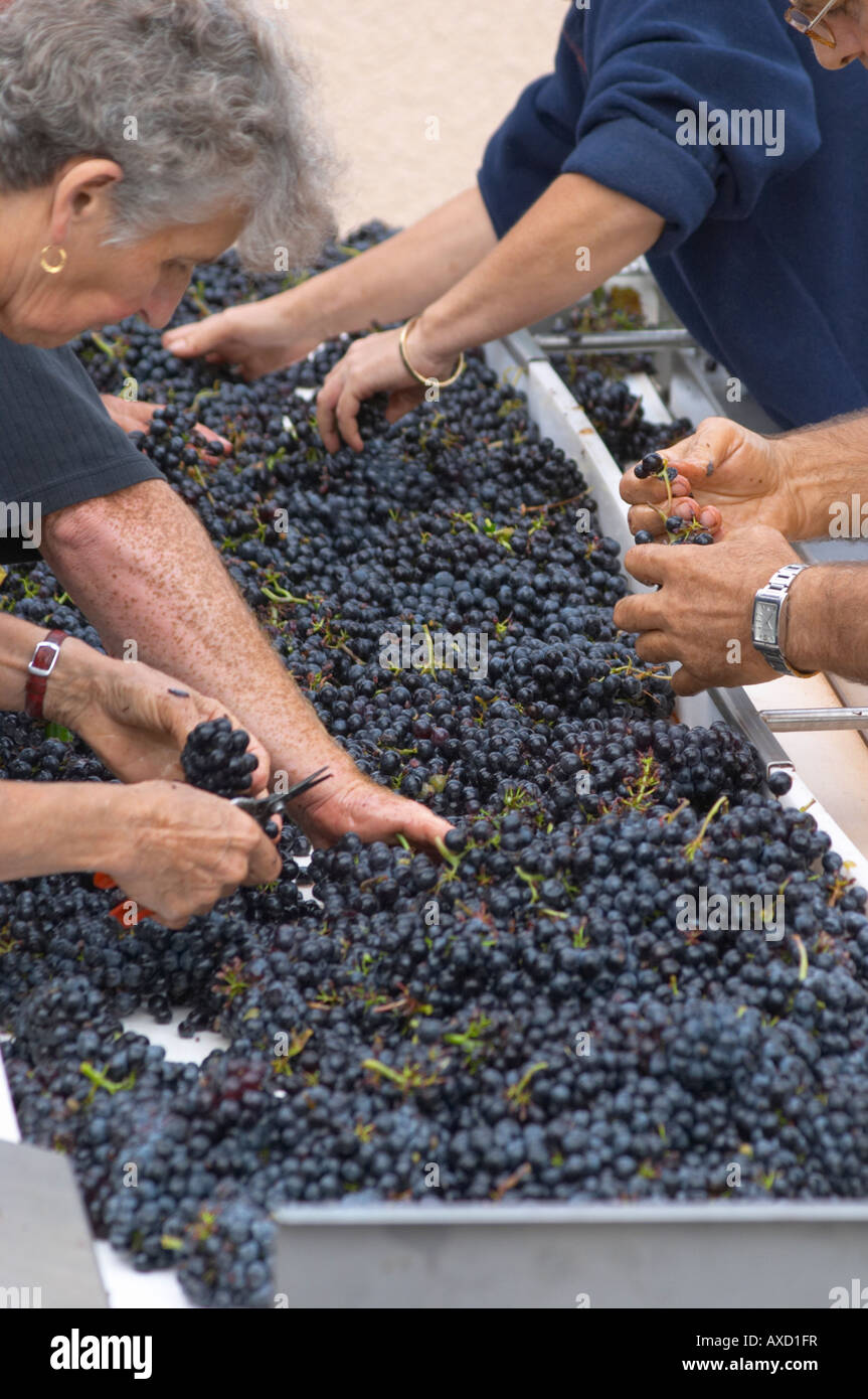 Hand Selecting Bad Sorting Table High Resolution Stock Photography and ...