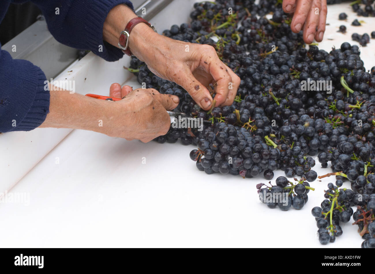 Hand selecting the bad grapes at a sorting table. Gamay. Domaine Tracot ...