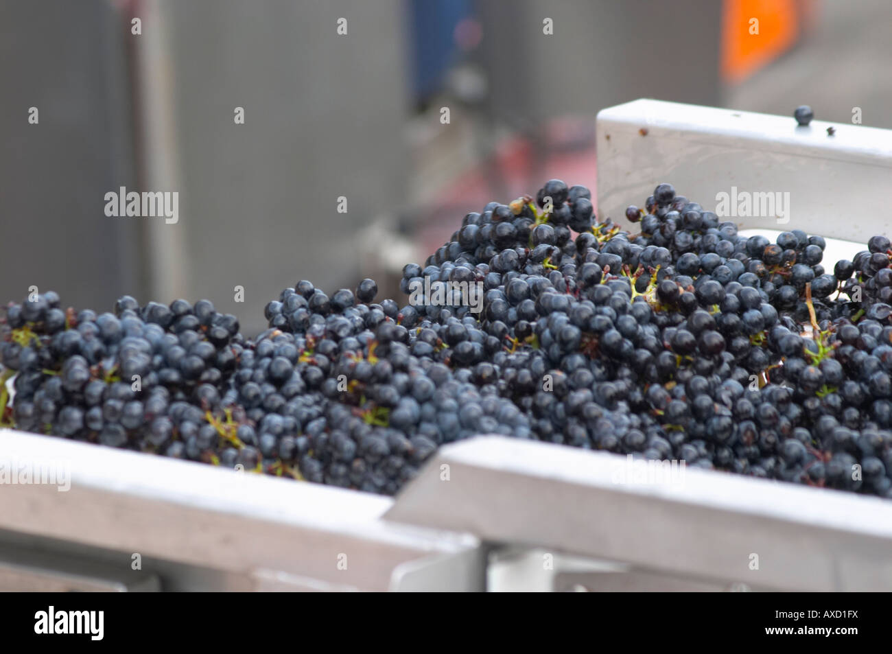 Hand selecting the bad grapes at a sorting table. Gamay. Domaine Tracot ...
