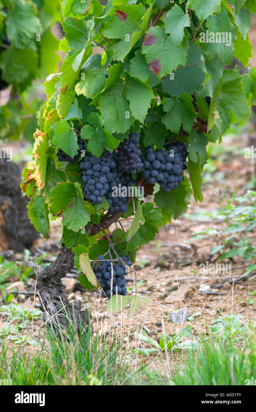 Goblet pruned vines in the vineyard. Gamay. Domaine Tracot & Dubost ...