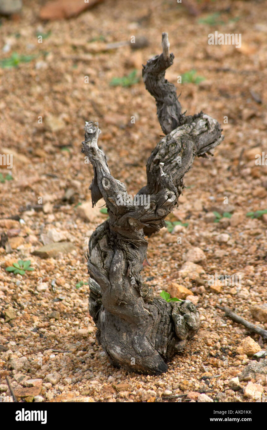Goblet pruned vines in the vineyard. Gamay. Dead vine needing ...