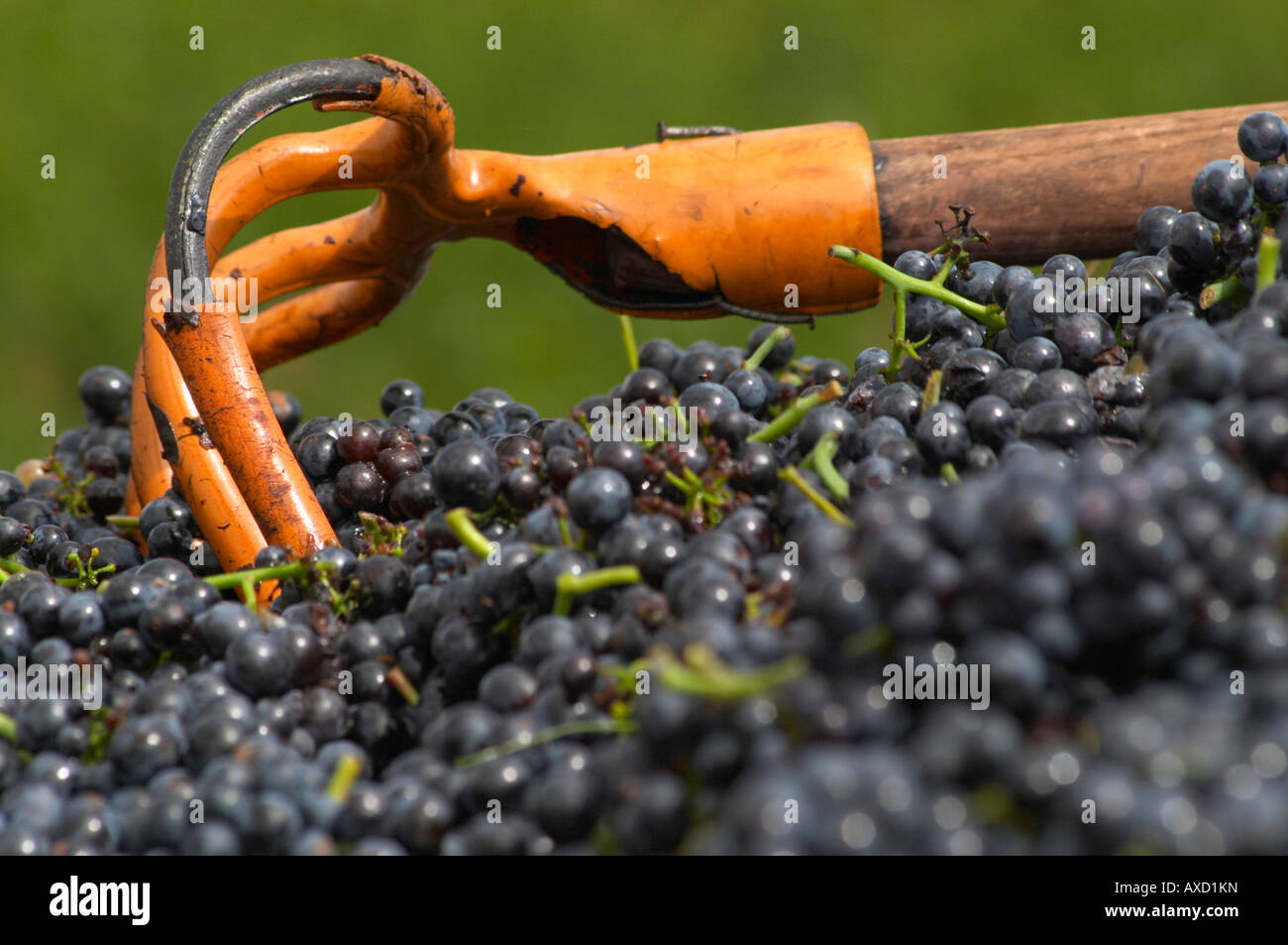 Grape reception at harvest. Gamay. Domaine tracot Dubost, Beaujolais ...