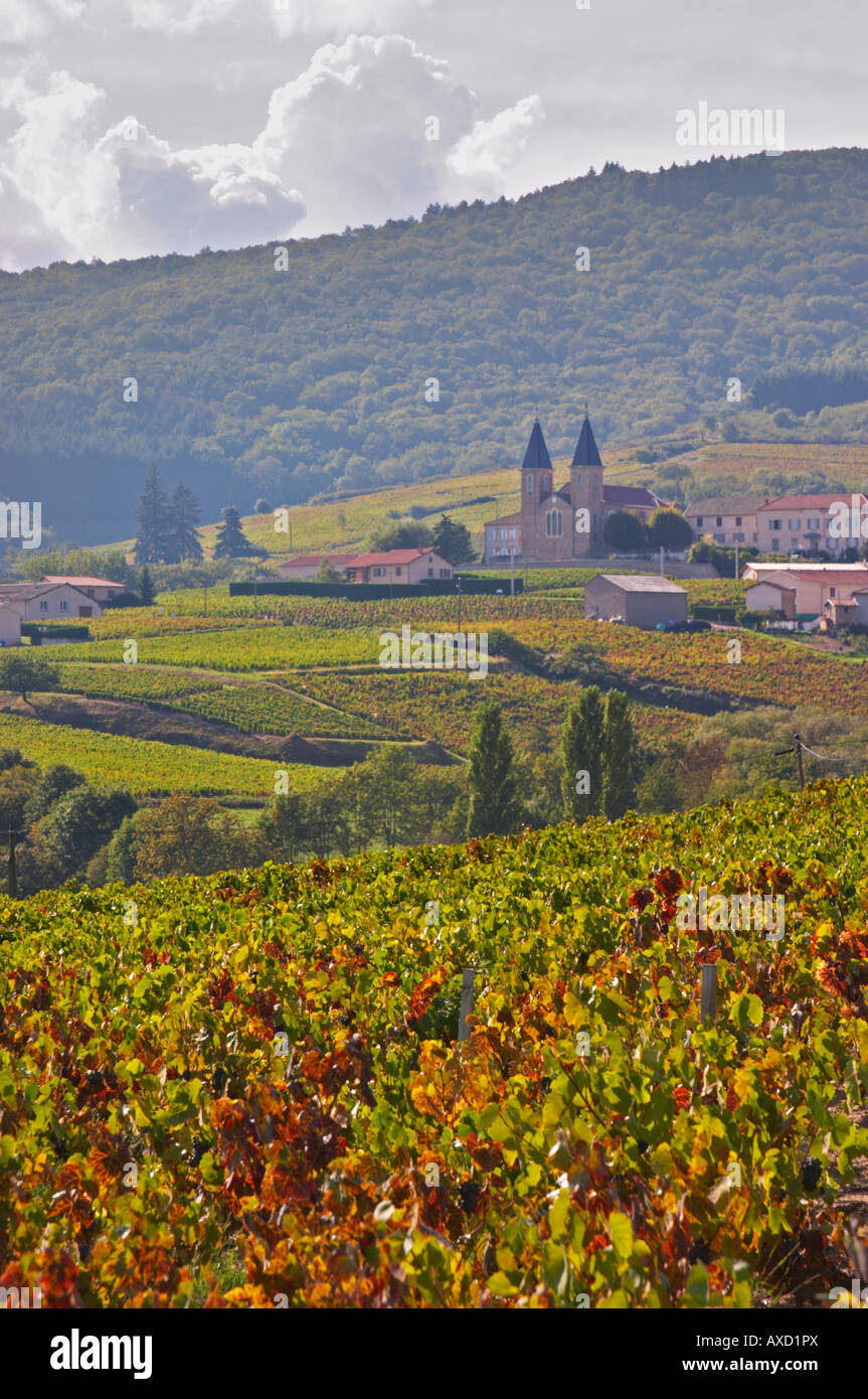 Vineyard. The village with church. saint joseph in Morgon, Beaujolais ...