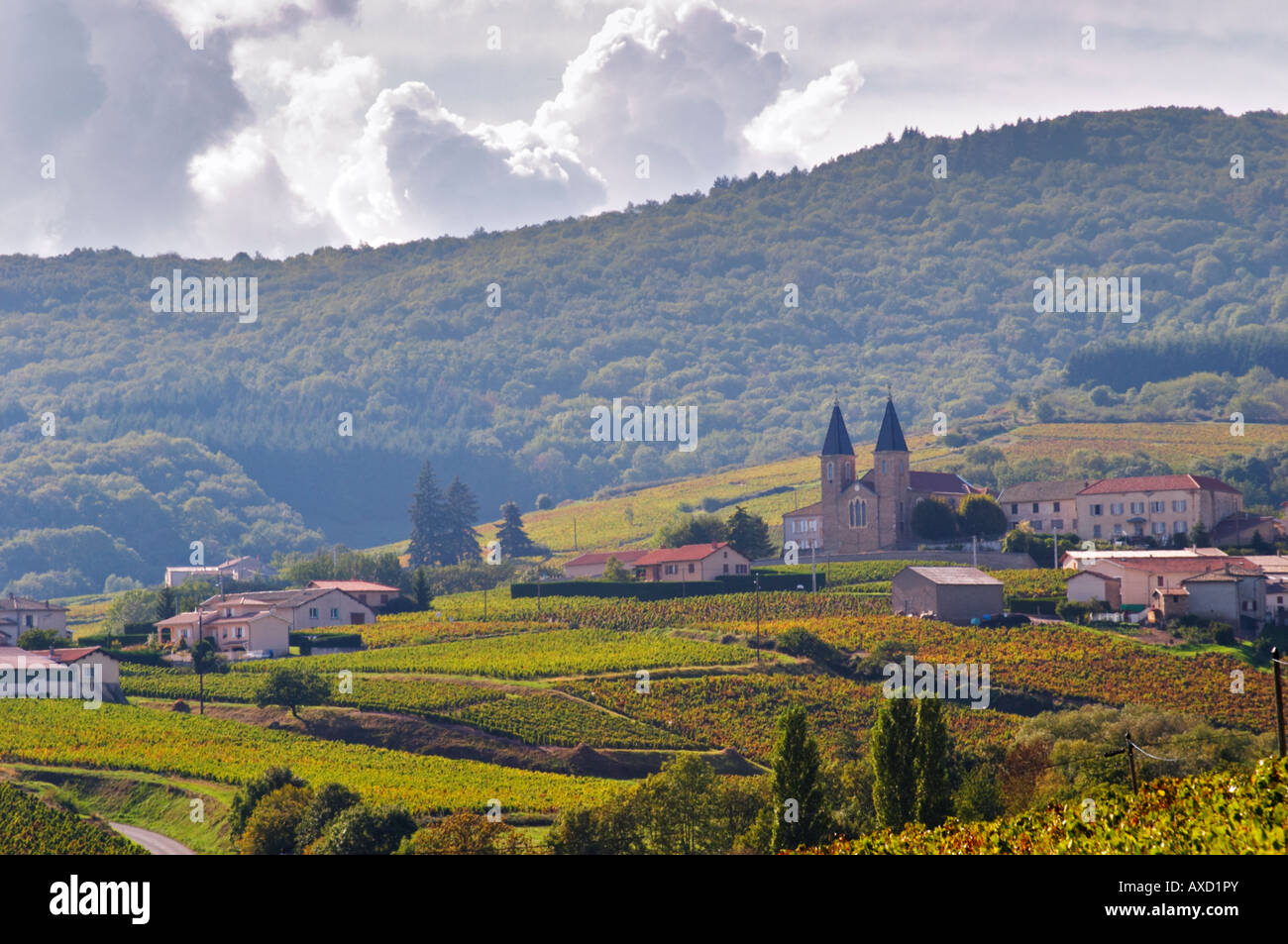 Vineyard. The village with church. saint joseph in Morgon, Beaujolais ...