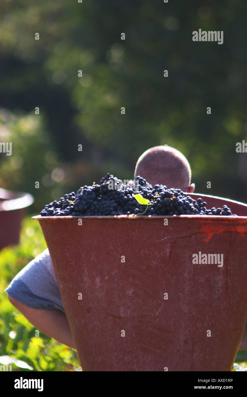 Clusters in a basket hi-res stock photography and images - Alamy