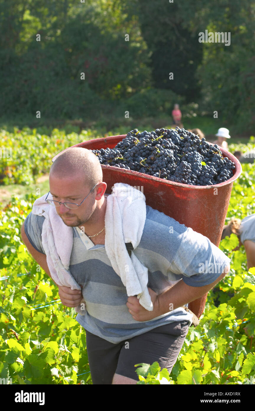 Clusters in a basket hi-res stock photography and images - Alamy