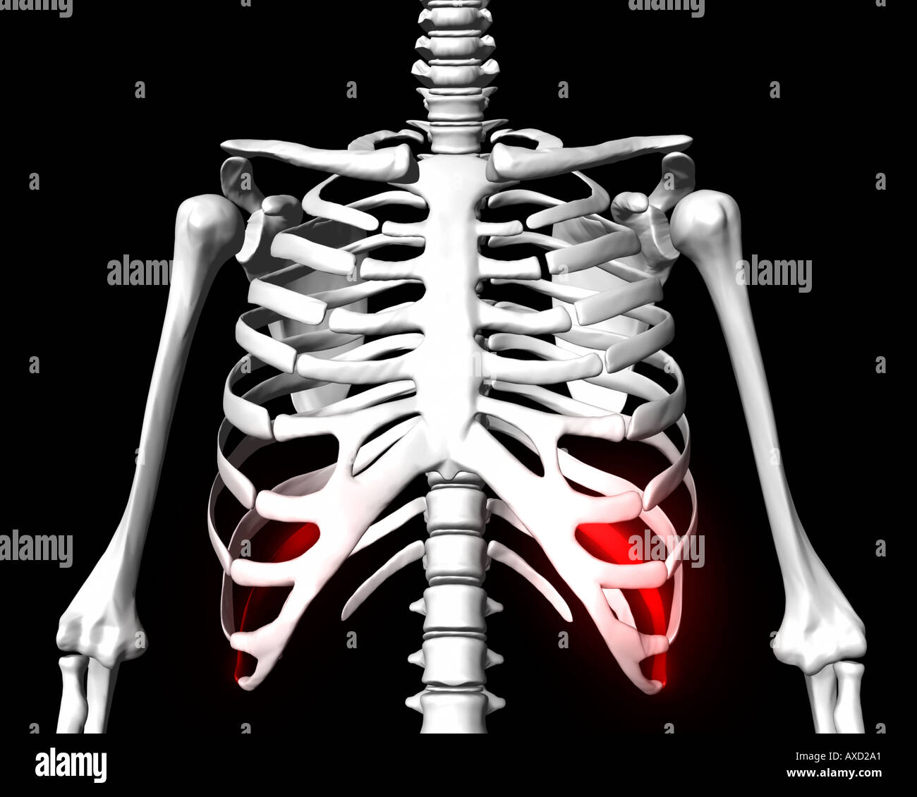 rib 10 highlighted red on human skeleton Stock Photo - Alamy