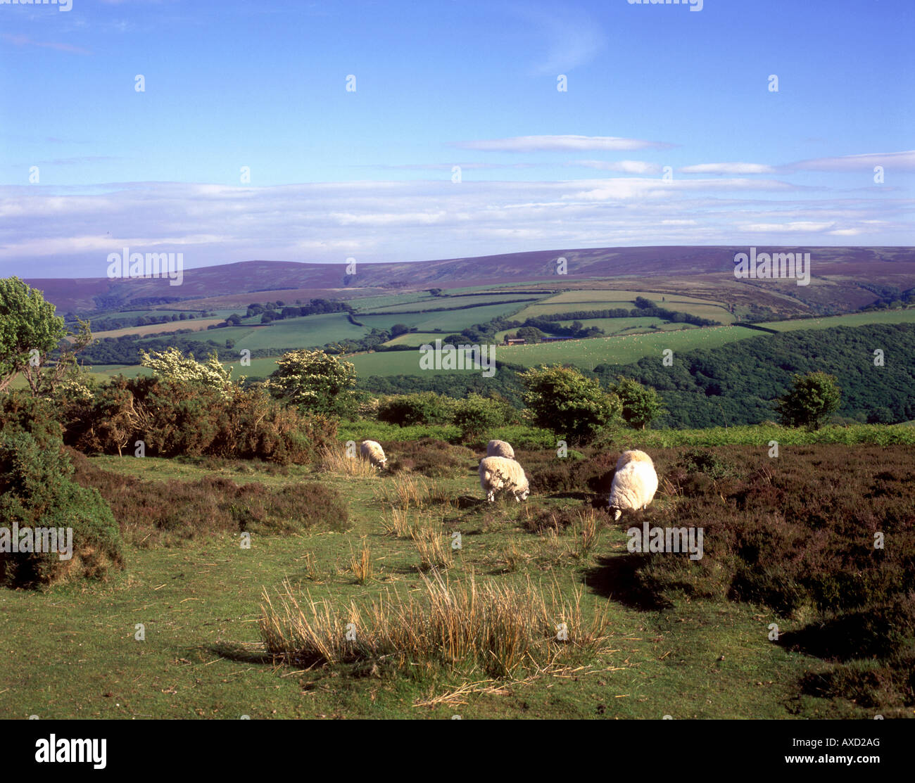 Exmoor - Sheep grazing on Porlock Hill Stock Photo - Alamy