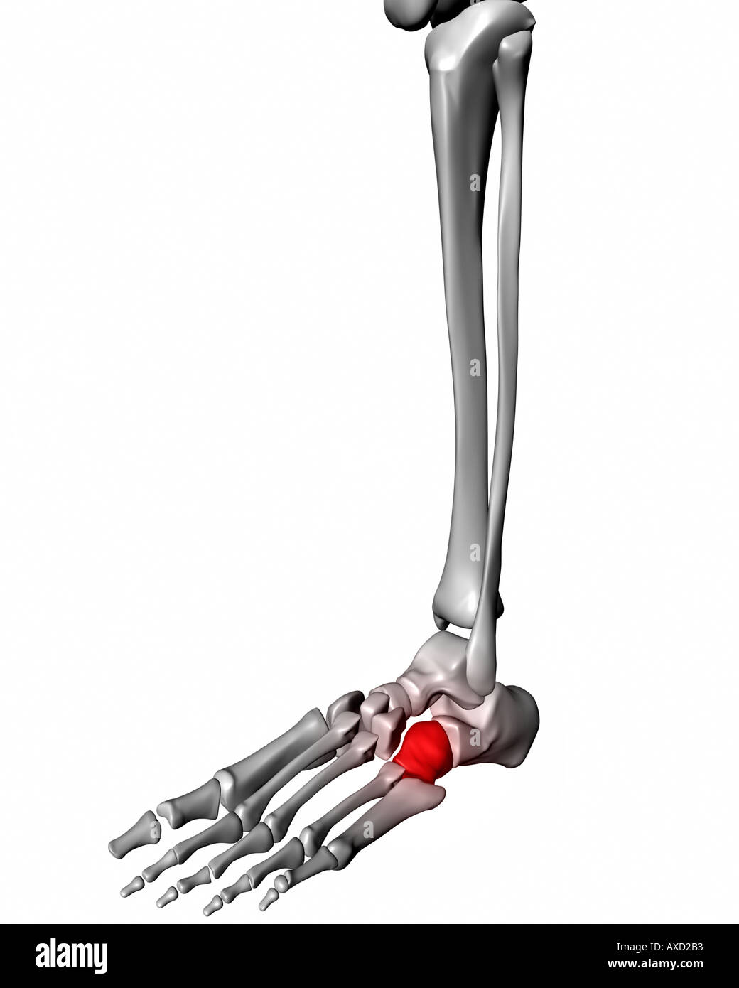 Cuboid skeleton hi-res stock photography and images - Alamy