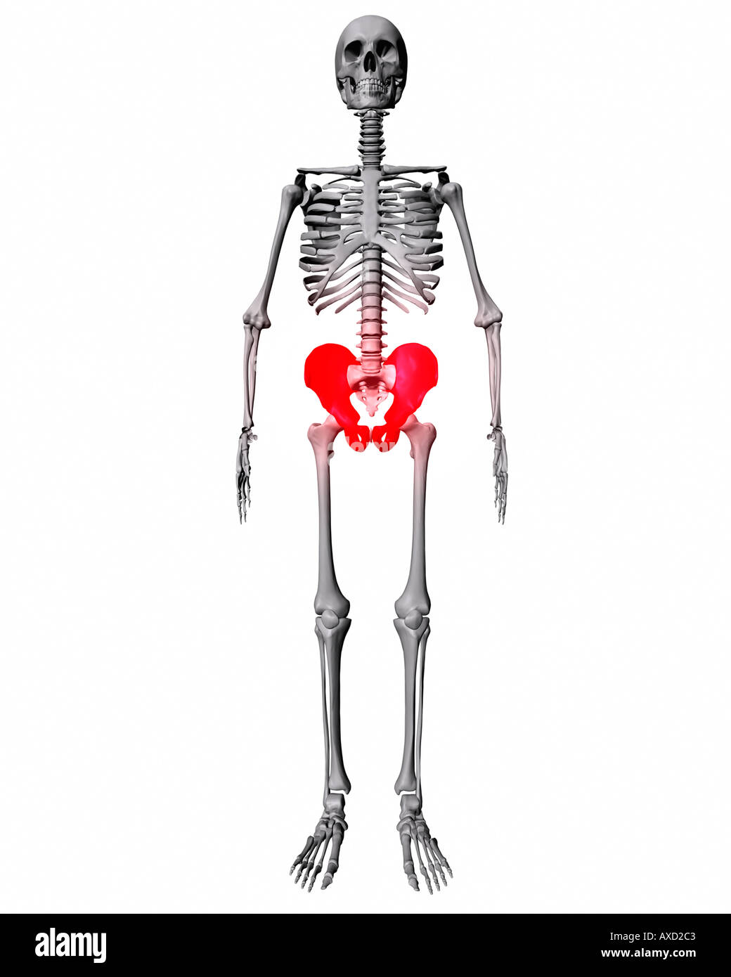 pelvis highlighted red on skeleton Stock Photo - Alamy