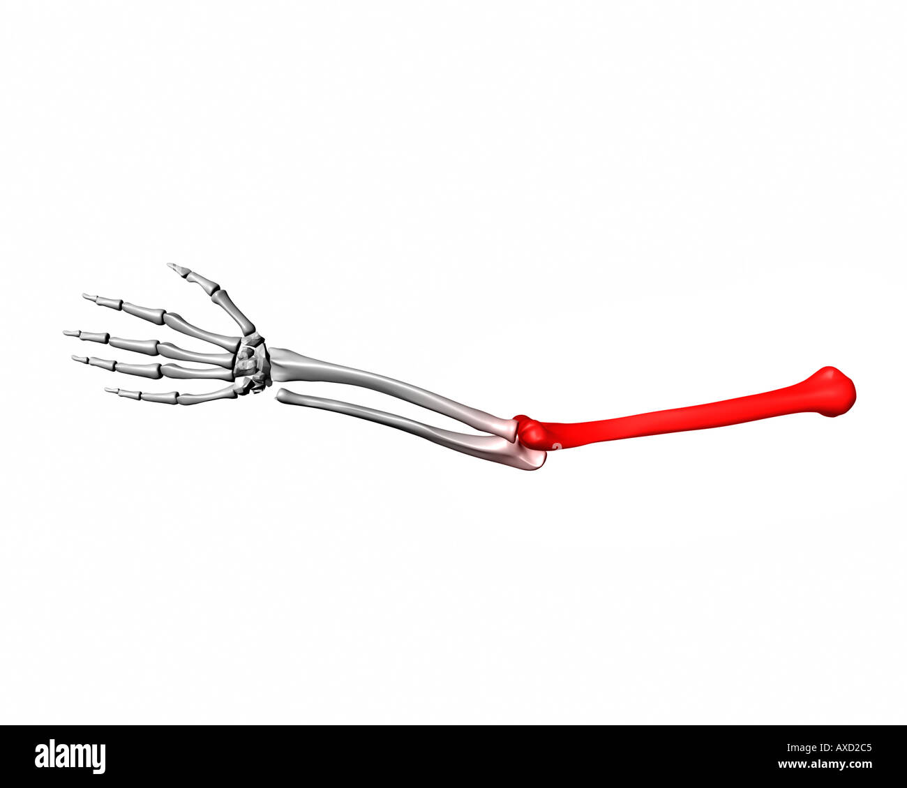 humorus bone highlighted red on human arm Stock Photo - Alamy