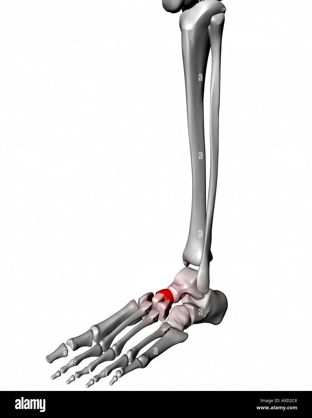 Navicular bone hi-res stock photography and images - Alamy