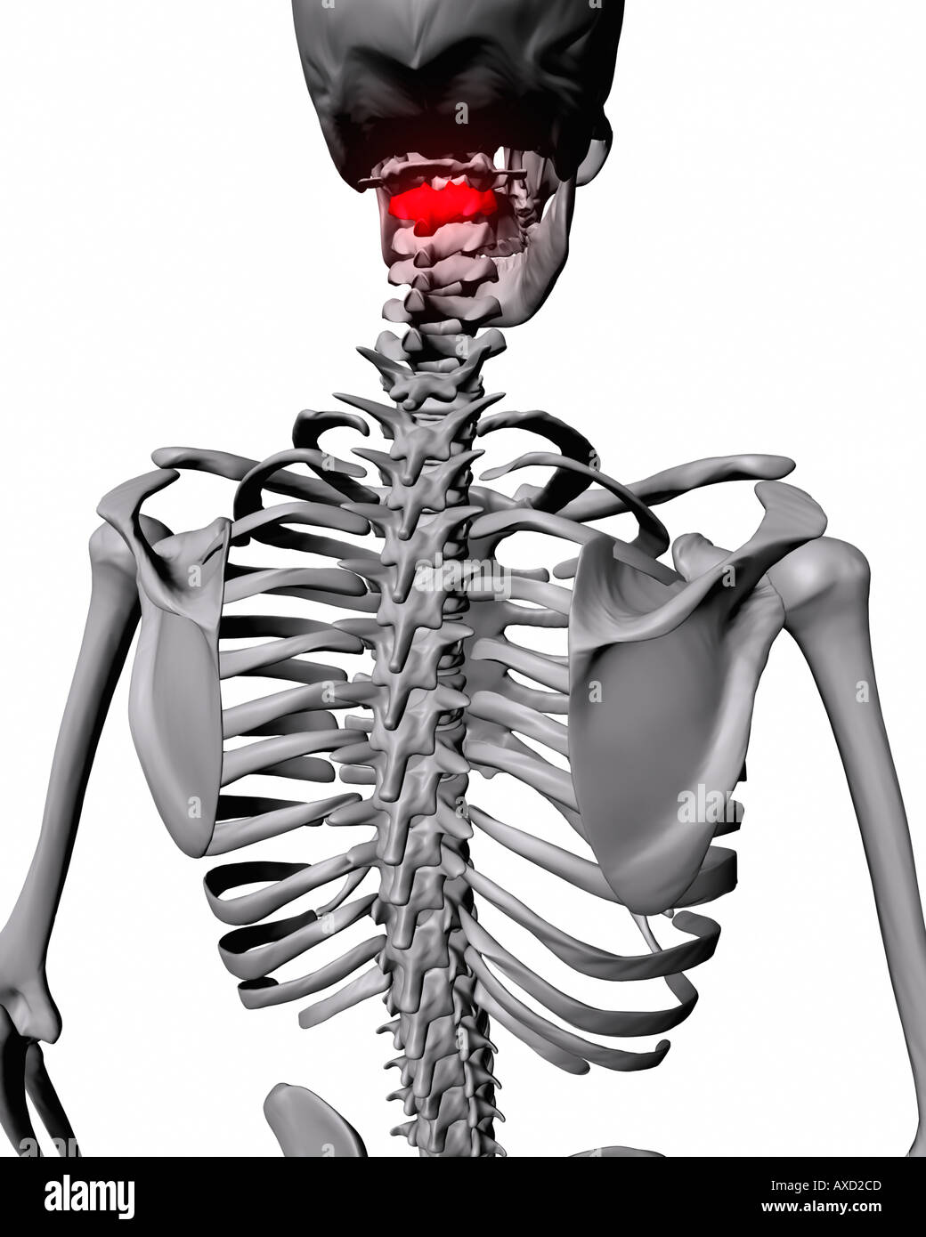 axis highlighted red on skeleton Stock Photo - Alamy