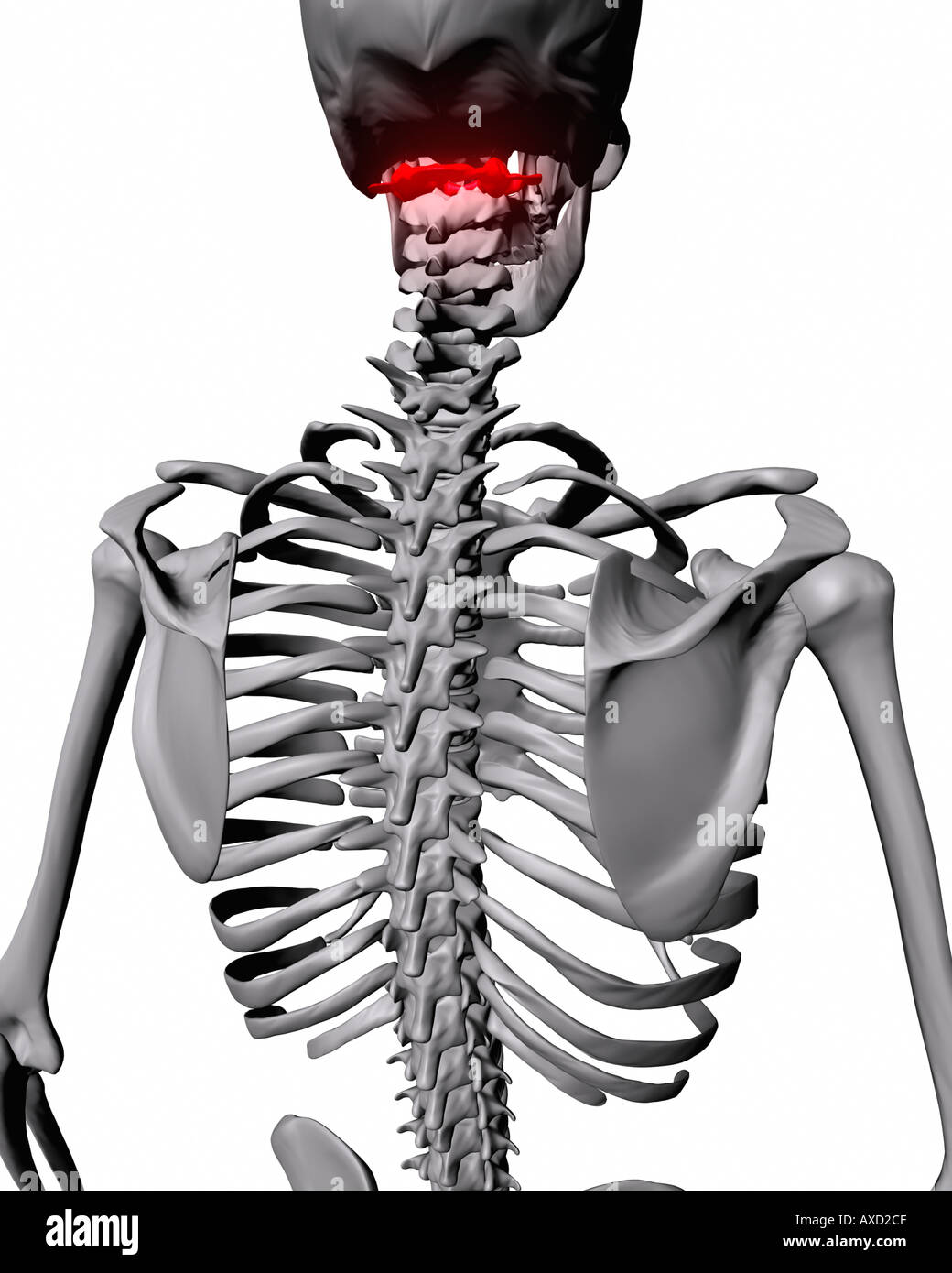 Skeleton anatomy medical atlas hi-res stock photography and images - Alamy