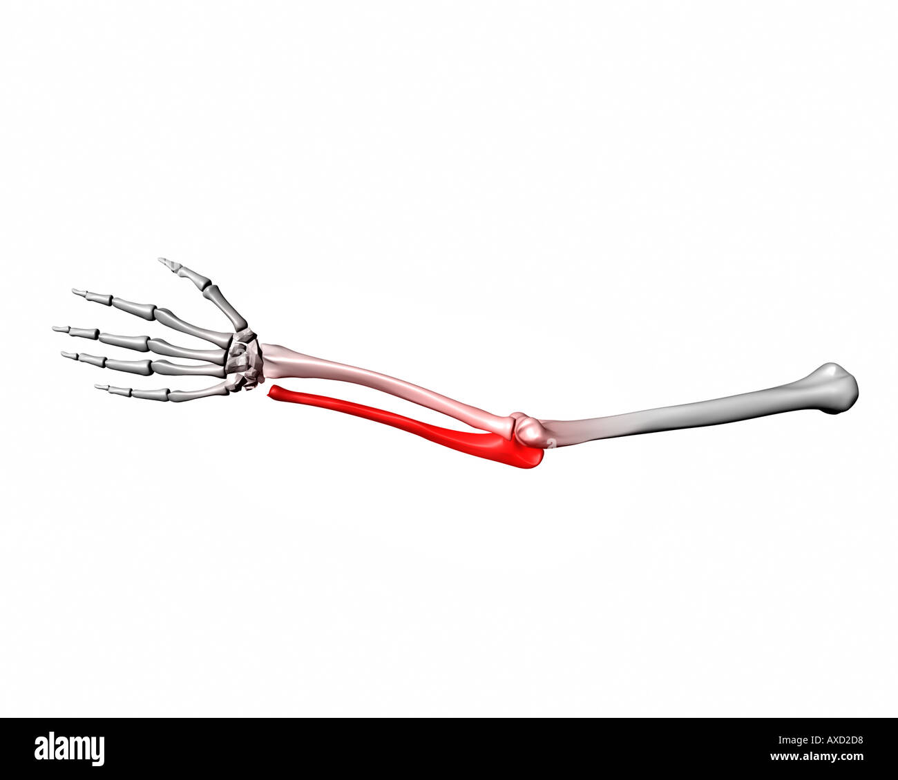 ulna highlighted red on human skeleton Stock Photo - Alamy