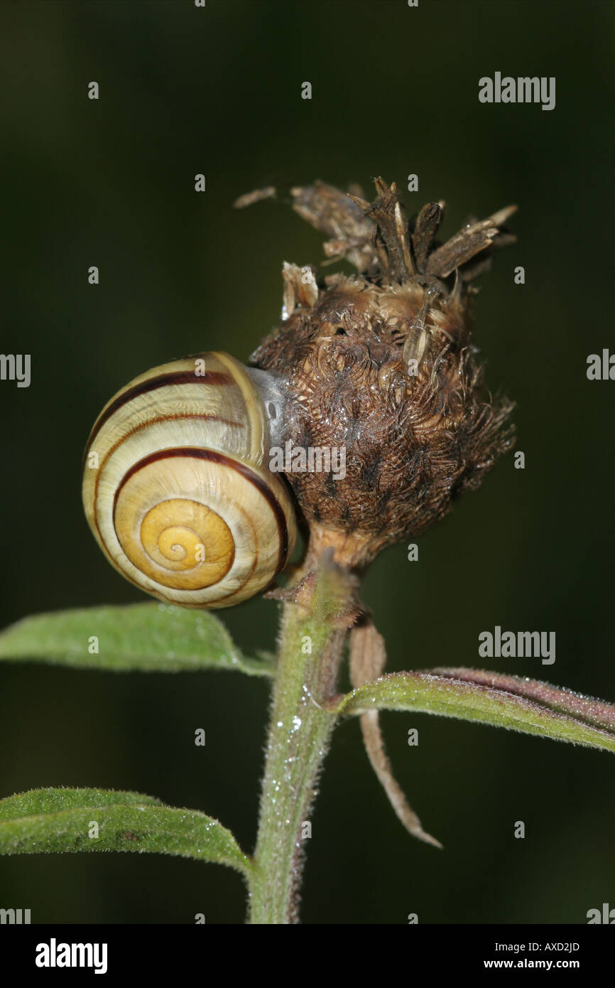 Hortensis snail hi-res stock photography and images - Alamy