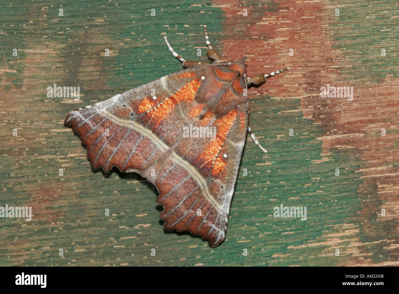 Herald moth hi-res stock photography and images - Alamy