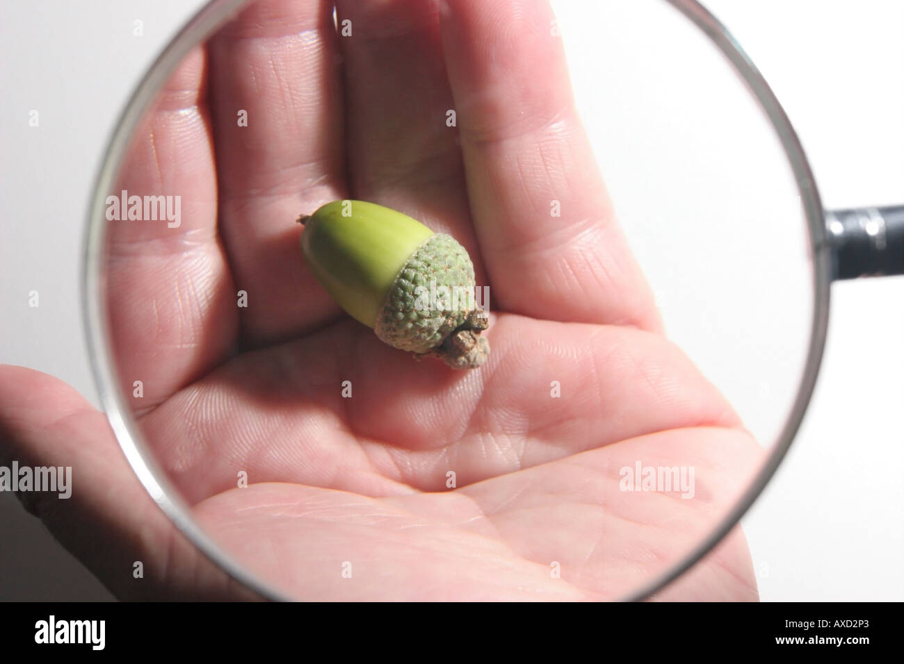 Acorn in Hand Viewed with Magnifying Glass Stock Photo: 9603810 - Alamy