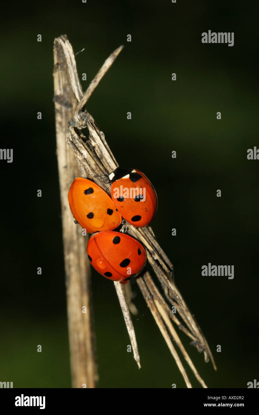 7 spot ladybird hibernating hi-res stock photography and images - Alamy
