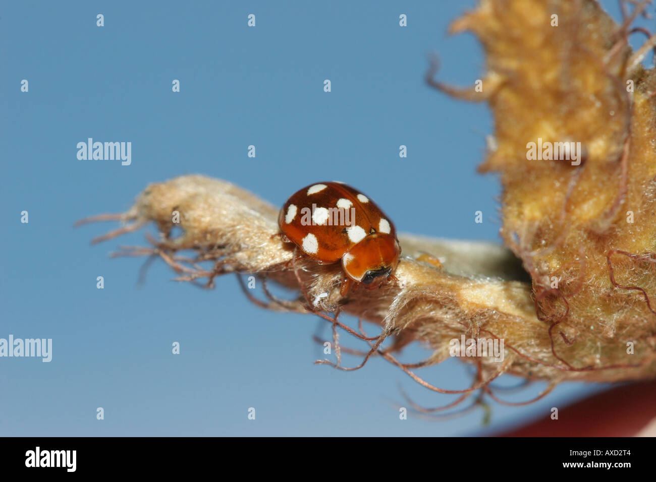 Cream Spot Ladybird Calvia 14 guttata on Beach Mast Stock Photo - Alamy