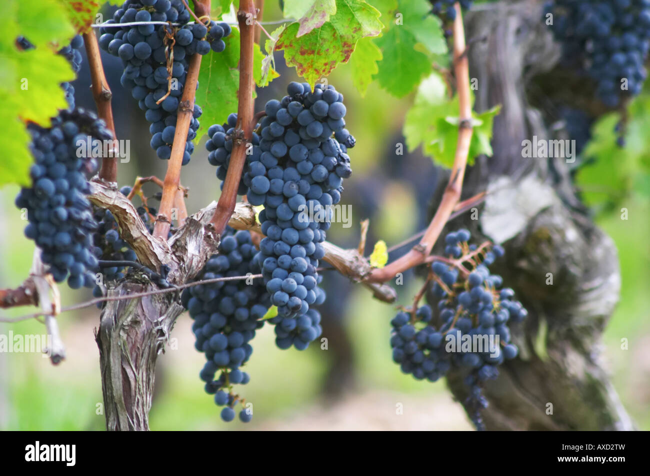 Guyot pruned vines in the vineyard. Bunches of ripe grapes. Cabernet ...