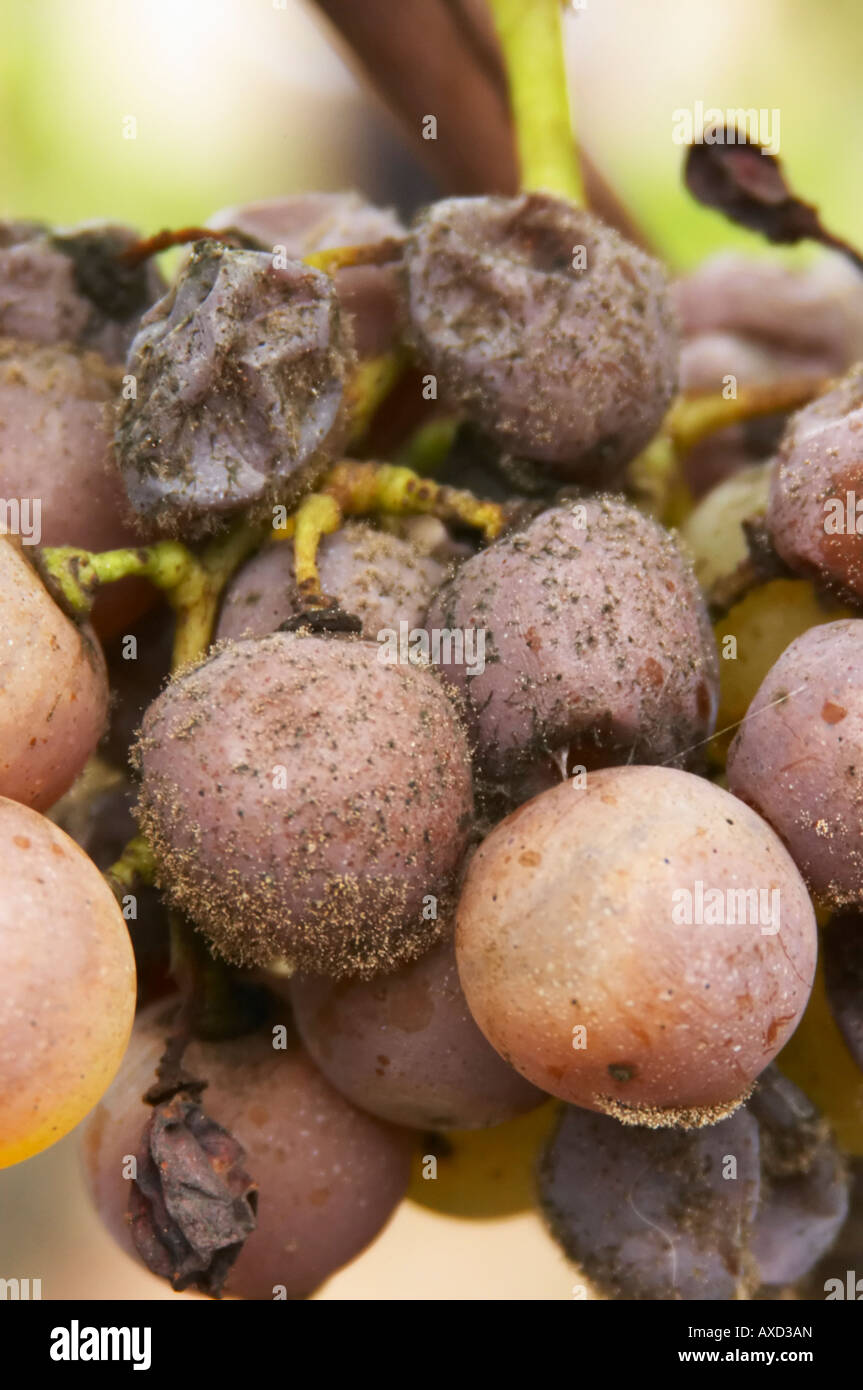 Botrytis cinerea grapes hi-res stock photography and images - Alamy