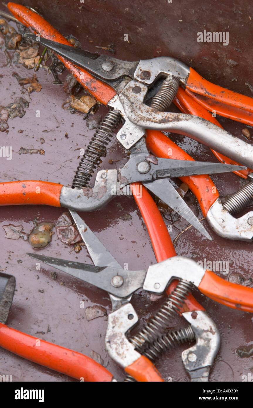Cutting secateurs. Chateau Nairac, Barsac, Sauternes, Bordeaux, France ...