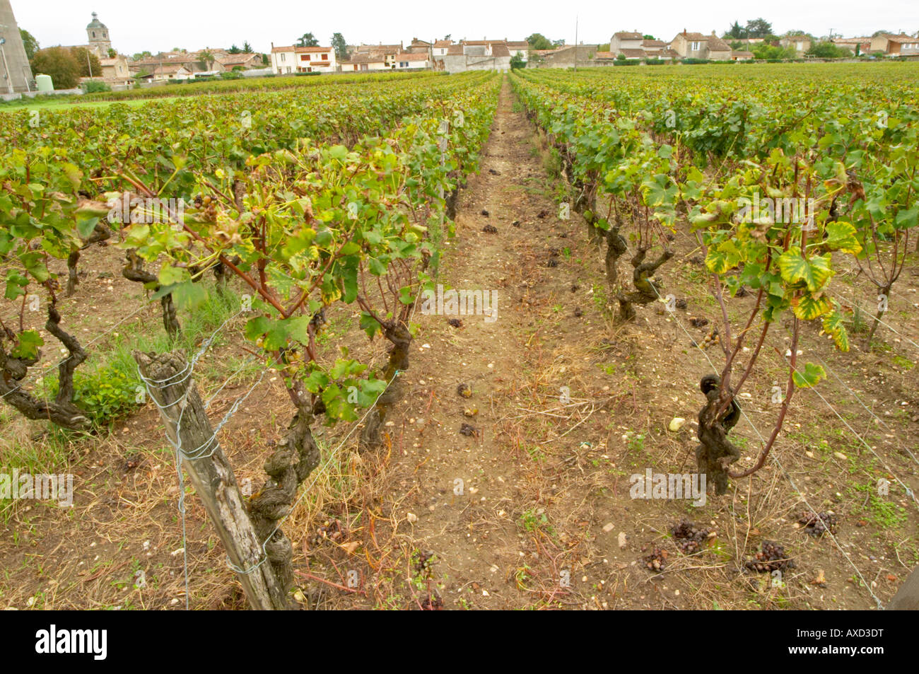 Vineyard. Chateau Nairac, Barsac, Sauternes, Bordeaux, France Stock ...