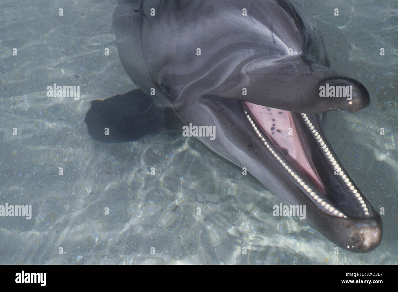 Mixed race dolphin with open mouth n shallow waters Stock Photo - Alamy