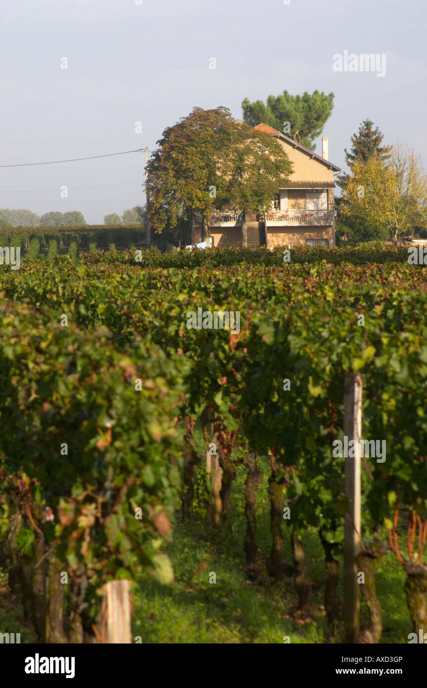 Vineyard. And house, Chateau Le Pin. Pomerol, Bordeaux, France Stock ...