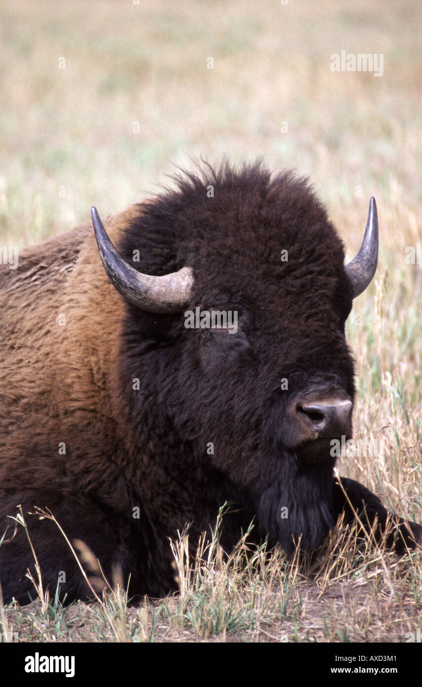 Bison, Custer State Park, Black Hills, South Dakota, USA Stock Photo ...