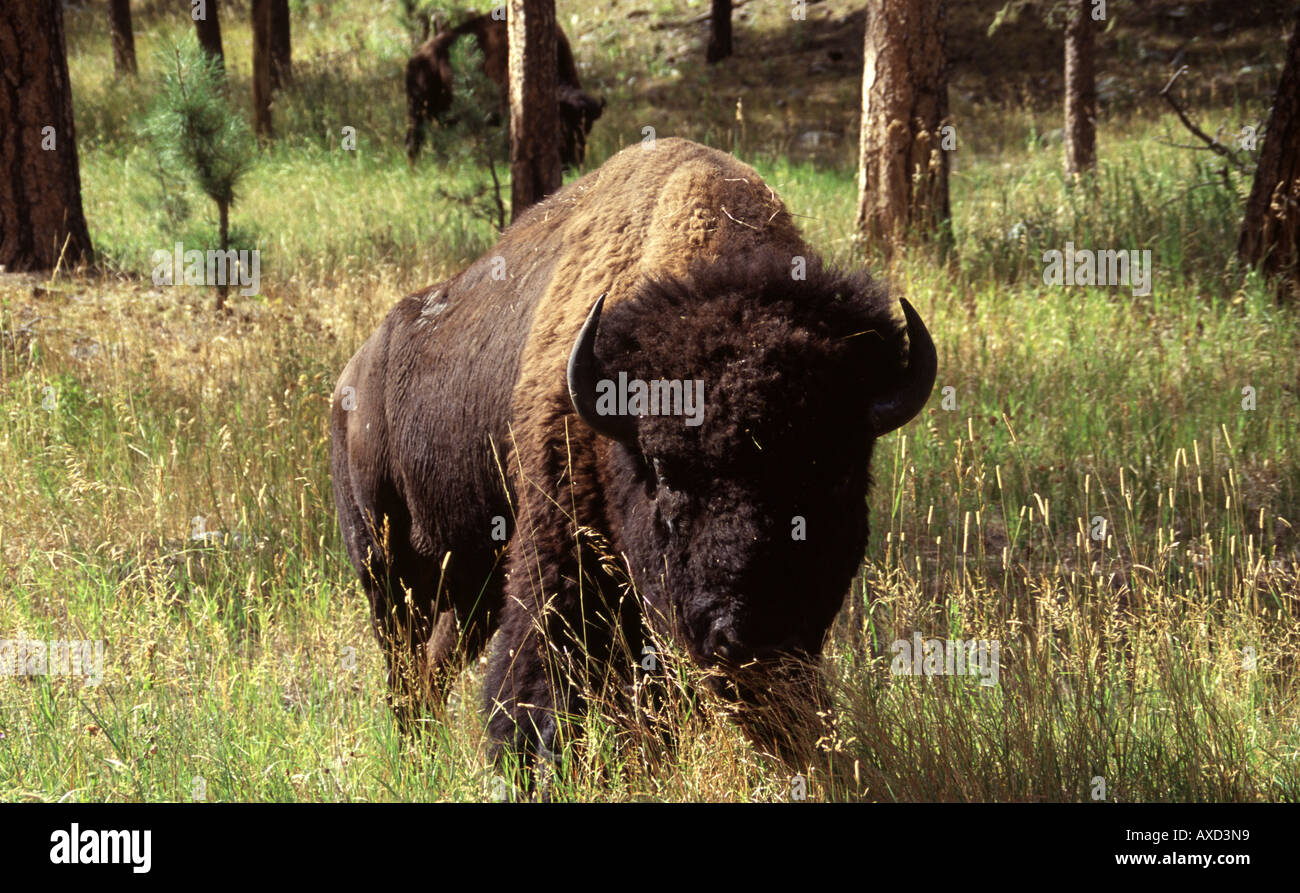 Bison, Custer State Park, Black Hills, South Dakota, USA Stock Photo ...