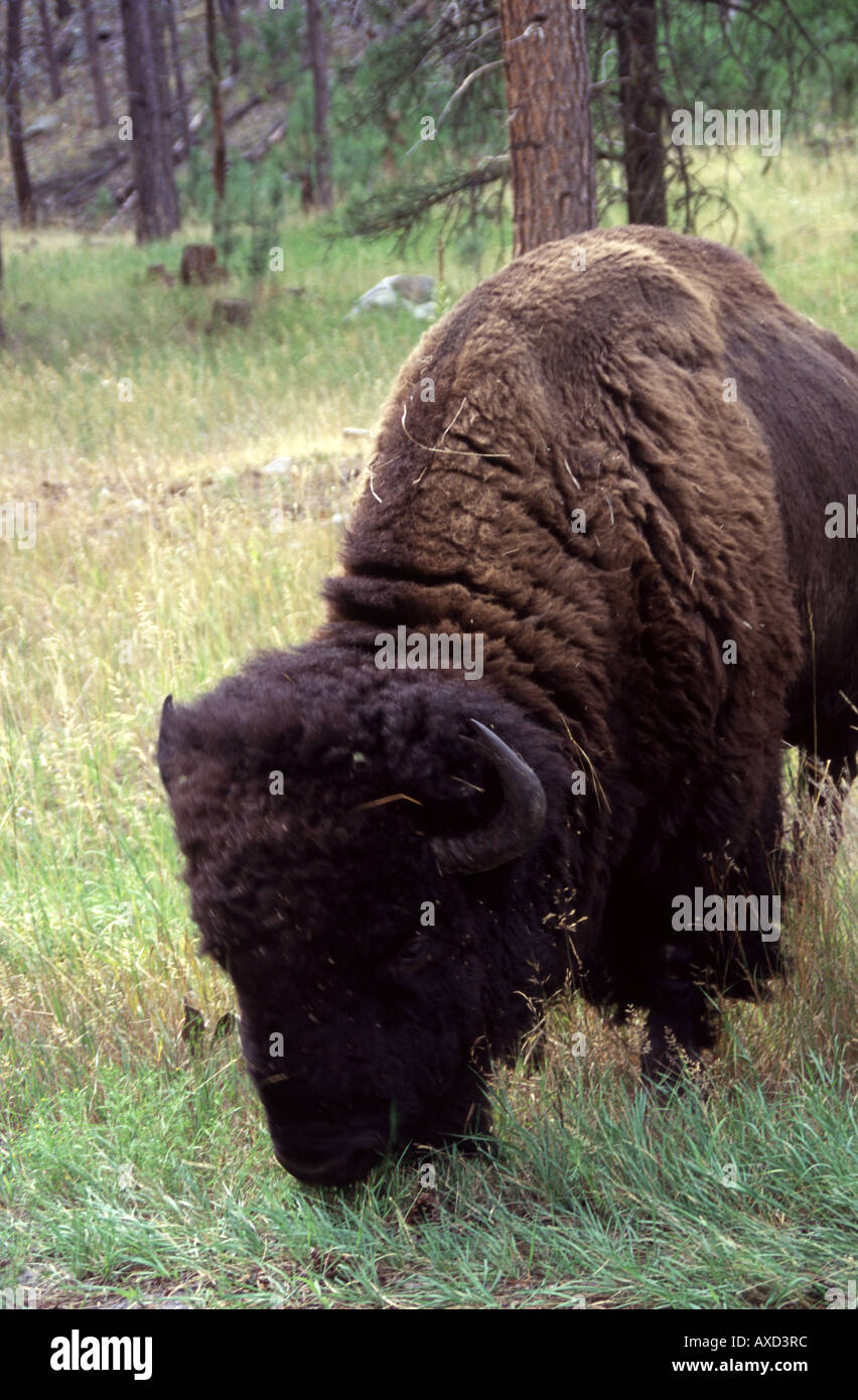 Bison, Custer State Park, Black Hills, South Dakota, USA Stock Photo ...