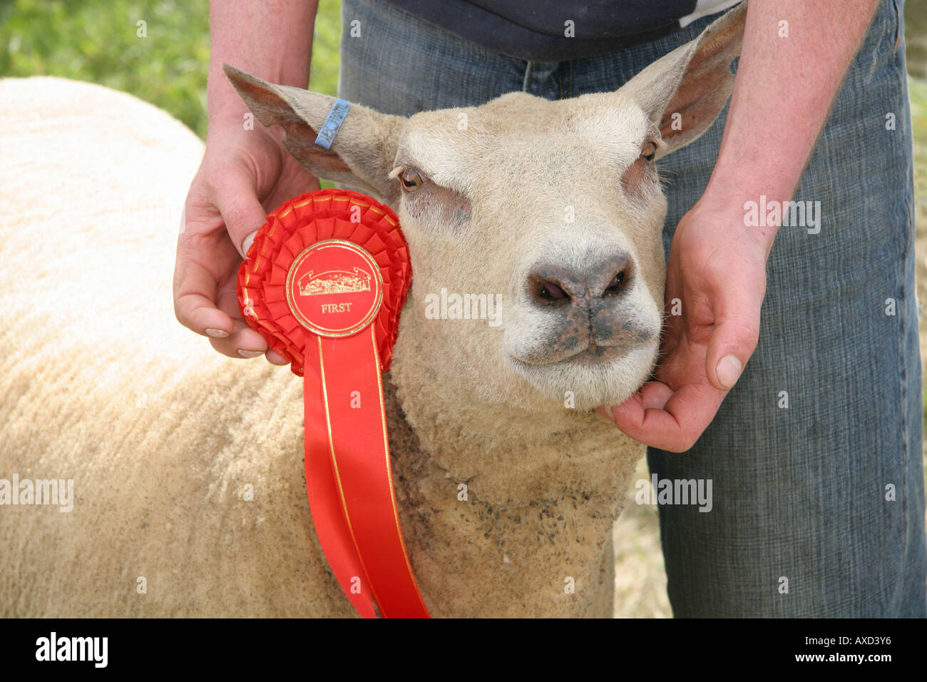 Prize sheep hi-res stock photography and images - Alamy