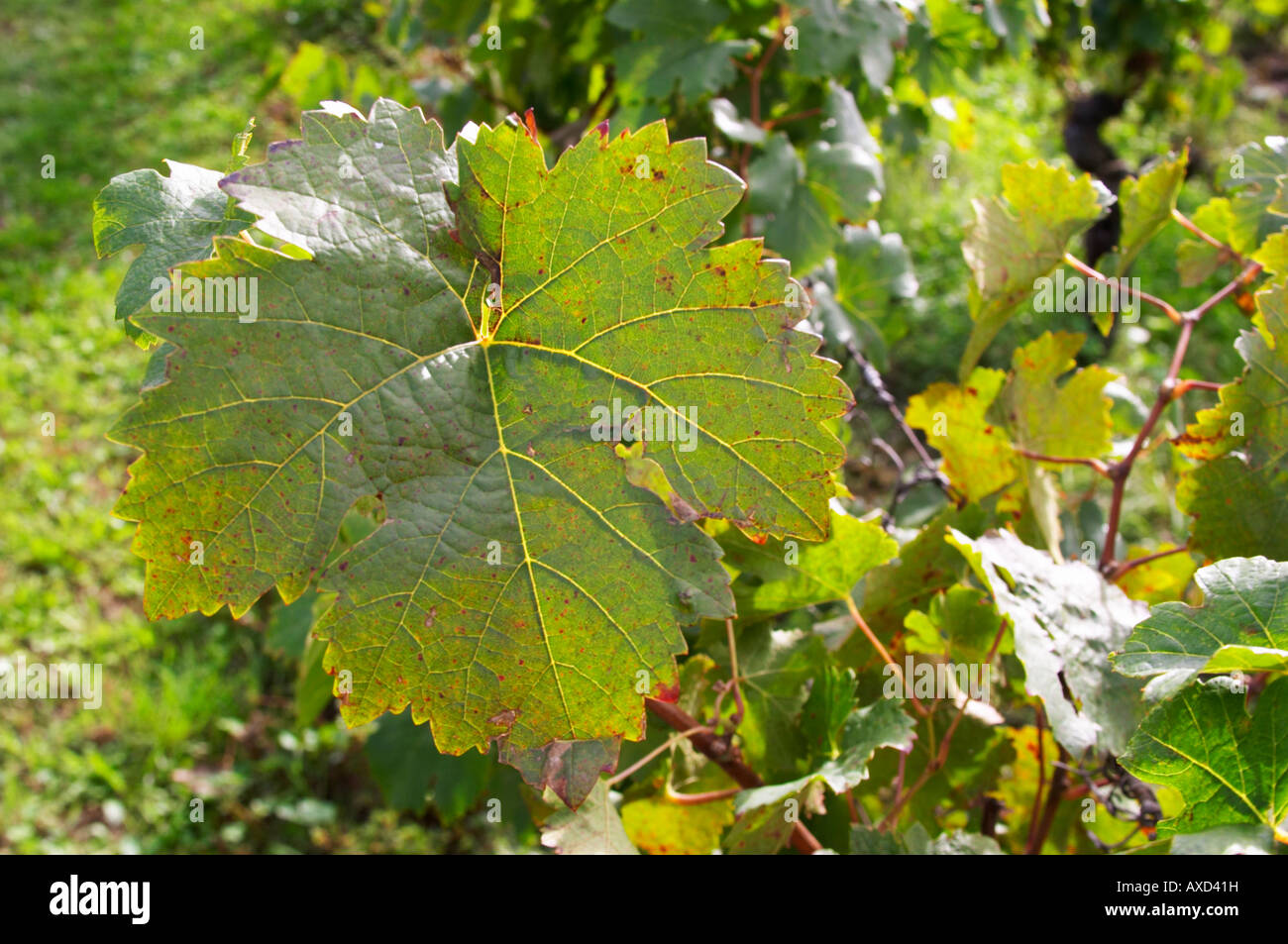 Fronsac vineyards hi-res stock photography and images - Alamy