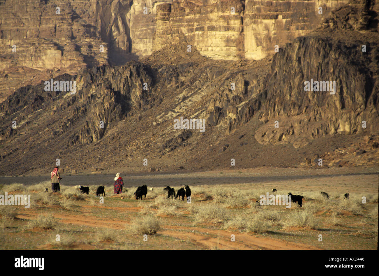 Jordan Wadi Rum Goats Grazing In The Desert With Herders Stock Photo ...