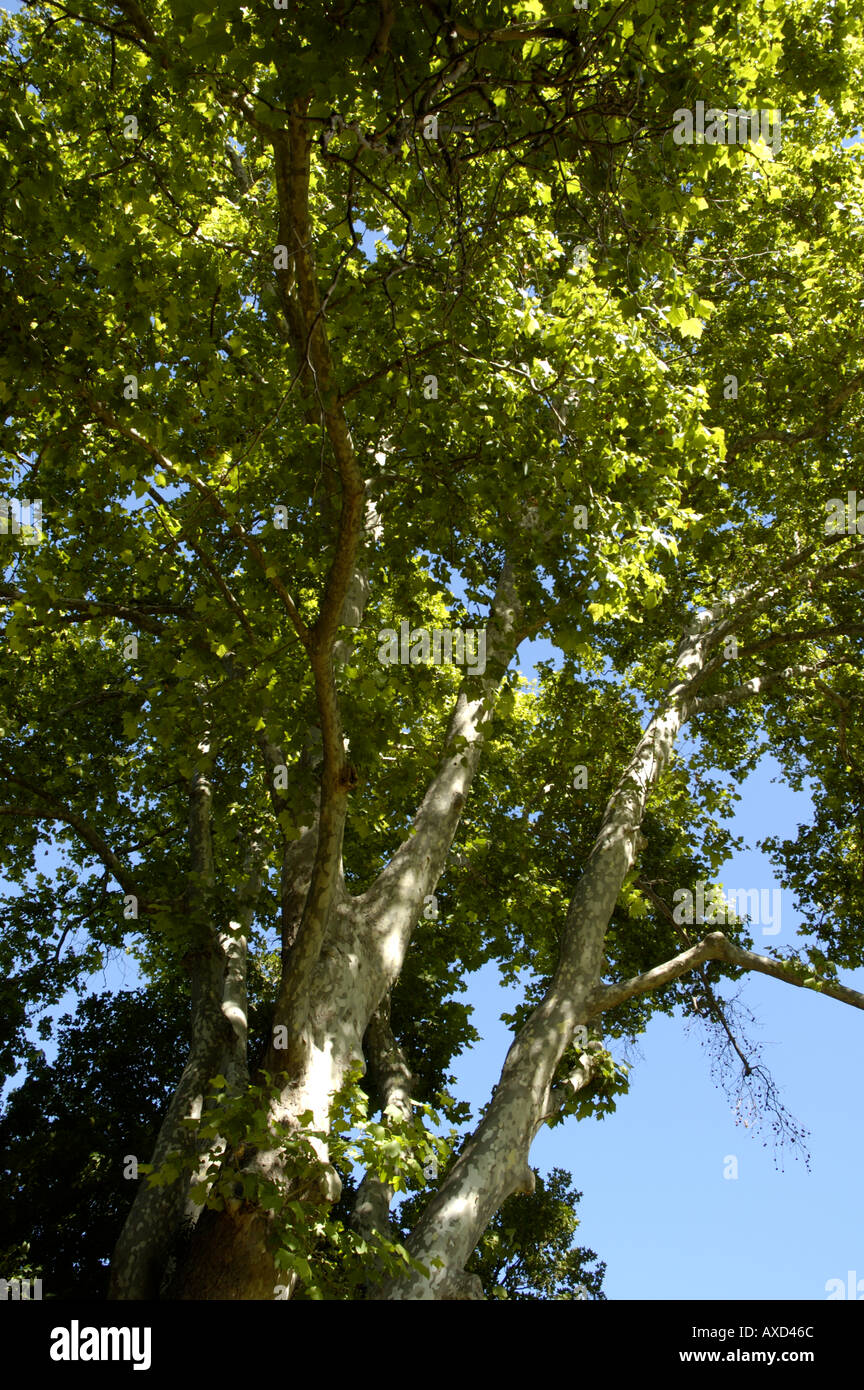 France Provence Old Plane Tree At Summer Stock Photo - Alamy