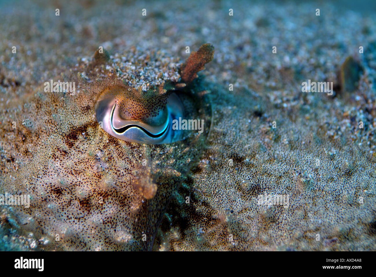 Eye of a common cuttlefish (sepia officinalis), Callelongue Creek ...