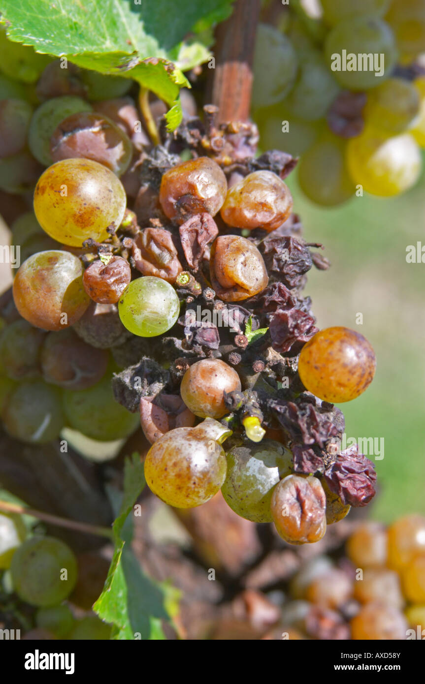 Bunches of ripe grapes. Very uneven noble rot. Sauvignon Blanc. Chateau ...