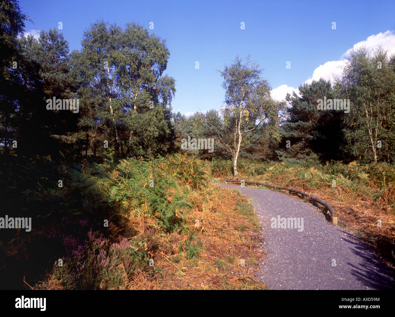 Cannock chase area of outstanding natural beauty hi-res stock ...