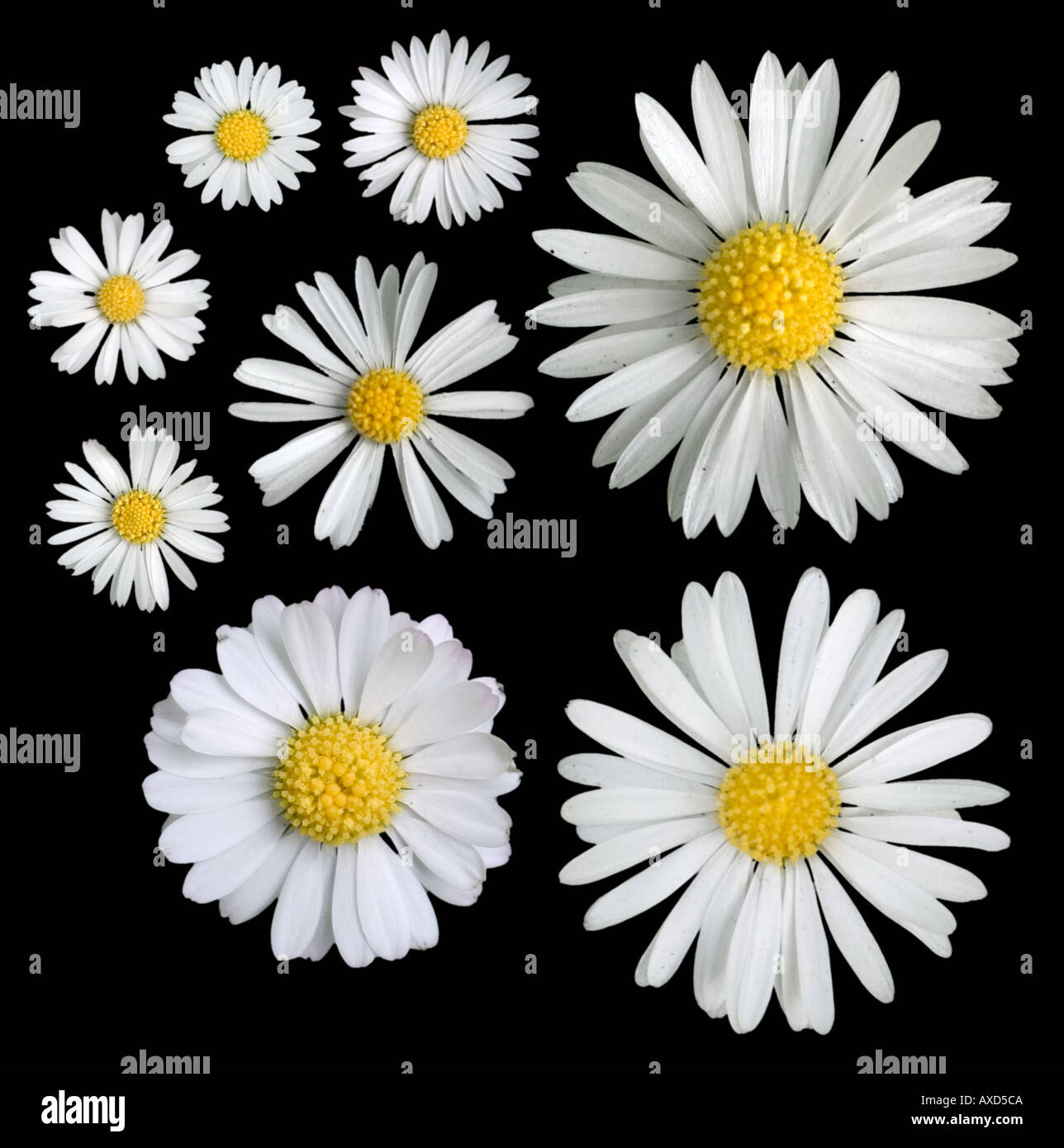 Daisy head hi-res stock photography and images - Alamy