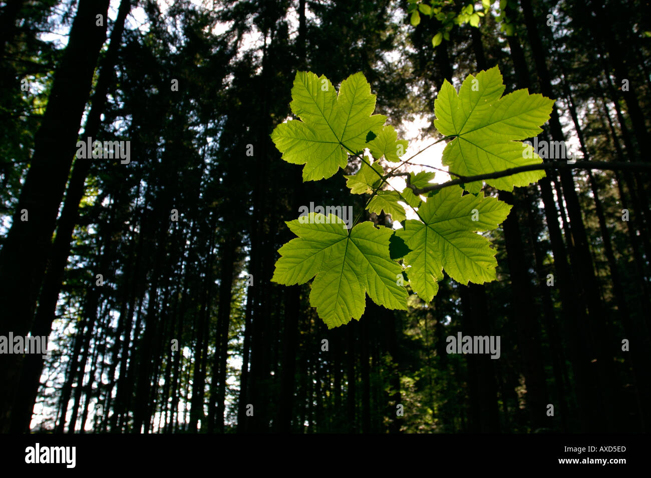 maple leafs in Bavaria Germany 10 km south of Munich Stock Photo - Alamy