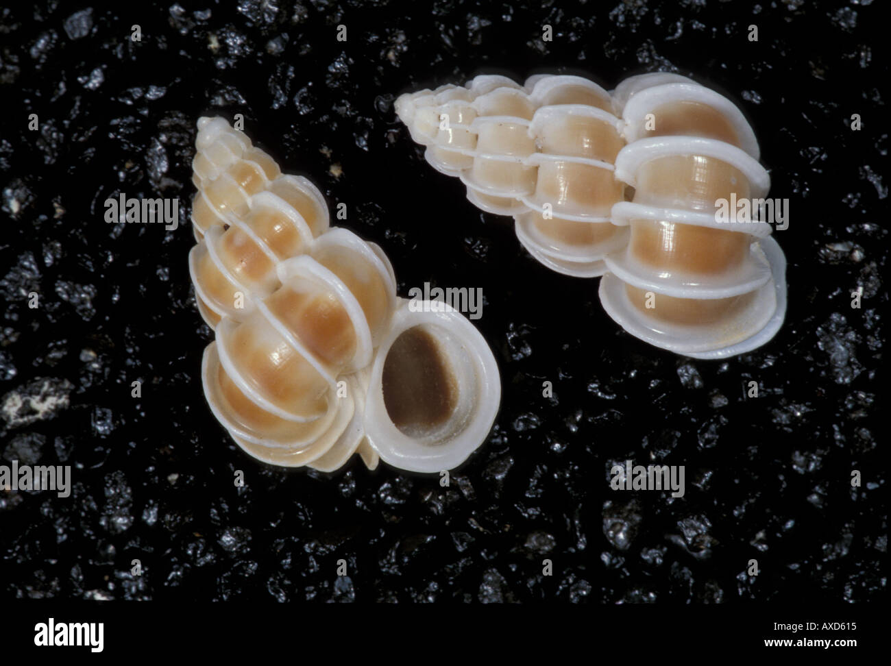 Invertebrate Wentletrap shells Stock Photo - Alamy