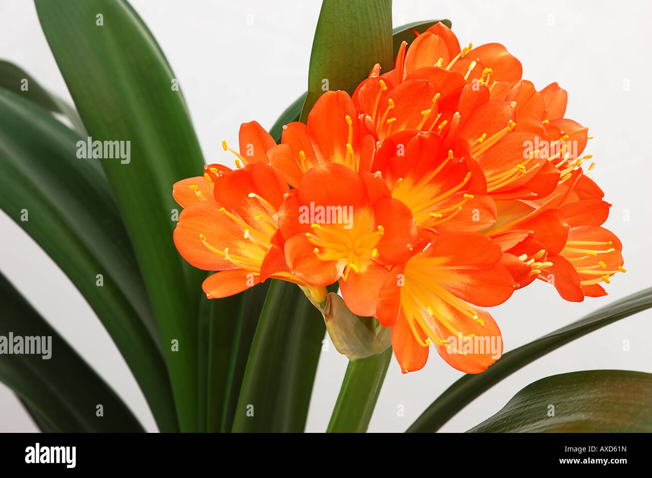 Orange clivia Clivia miniata Stock Photo - Alamy