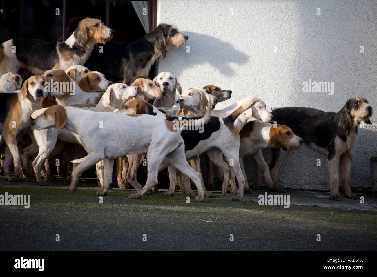 Welsh fox hound hi-res stock photography and images - Alamy