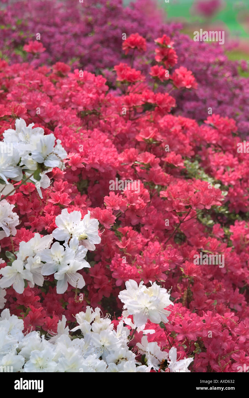 Azalea bush hi-res stock photography and images - Alamy
