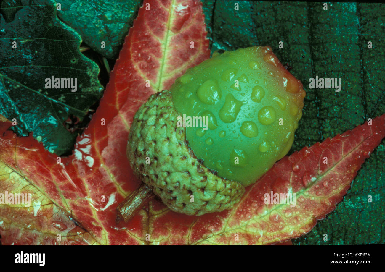 Plant Oak Acorn chestnut Stock Photo - Alamy