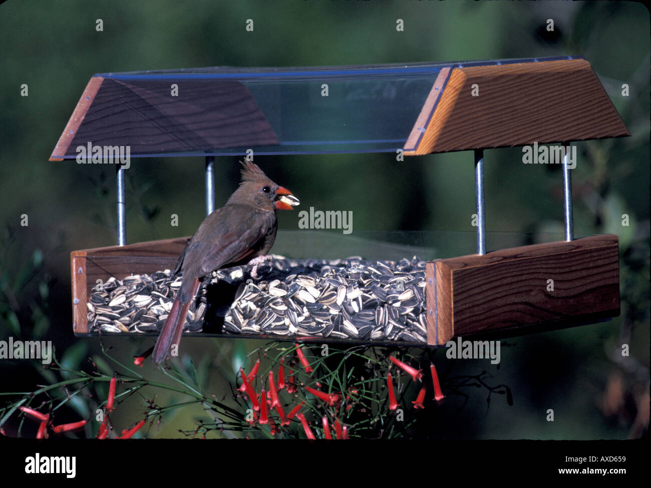 Ex cardinal hi-res stock photography and images - Alamy