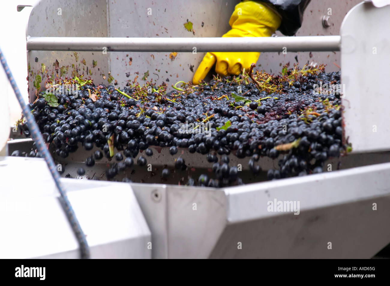 Hand selecting bad sorting table hi-res stock photography and images ...